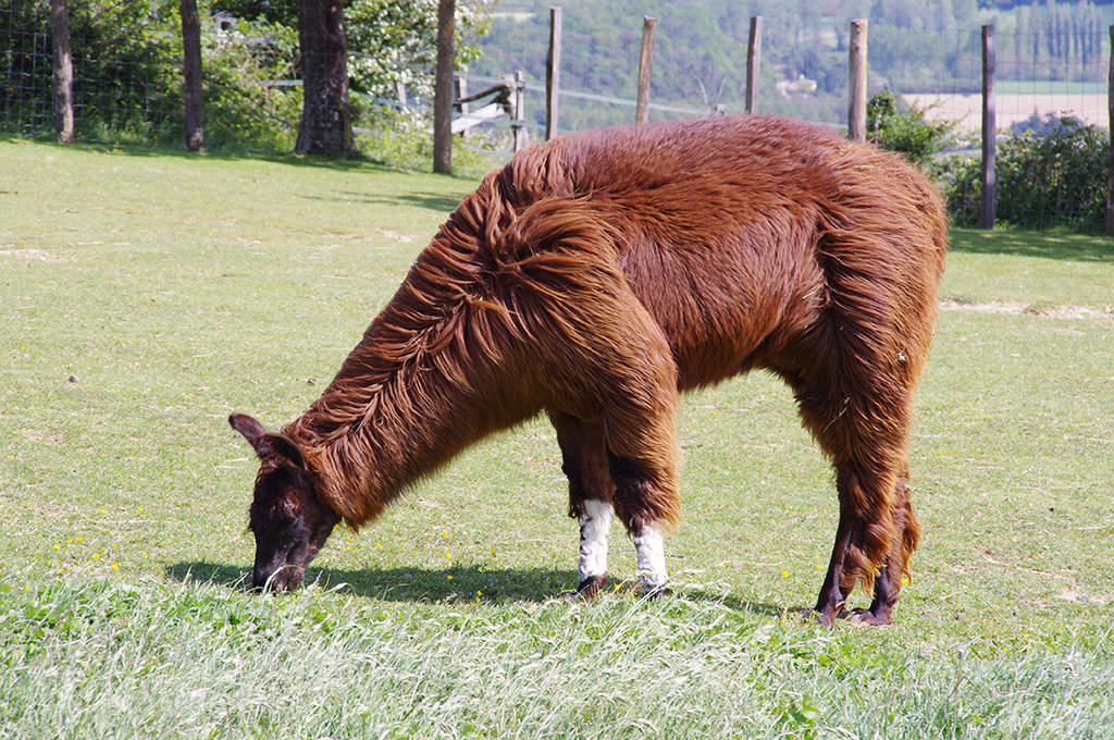 Élevage – Lama – Association française Lamas et Alpagas